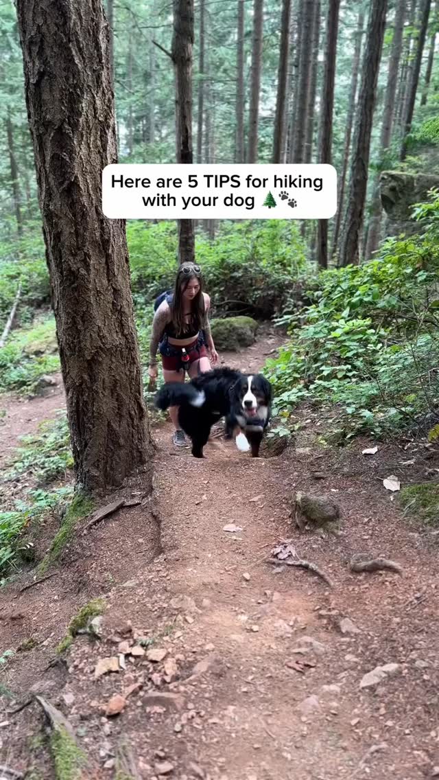 Veterinarian in Salado, TX | Pet Boarding | Pet Grooming | Animal ...