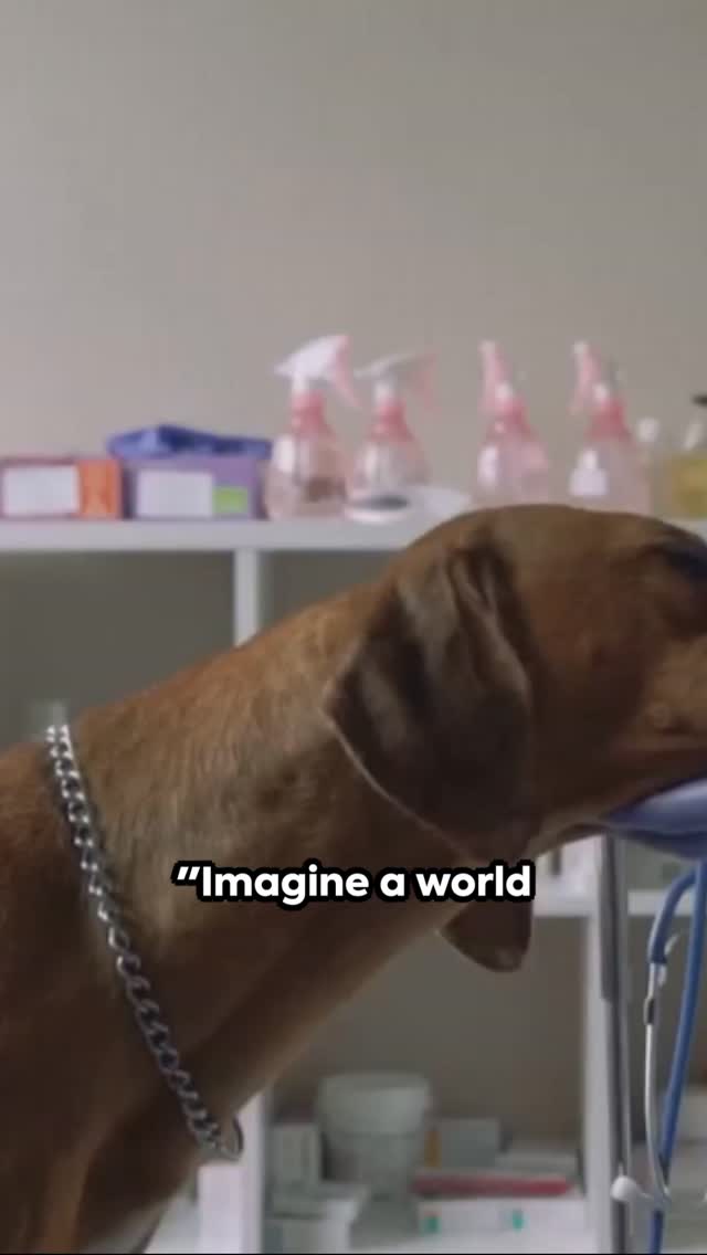 Veterinarian in Salado, TX | Pet Boarding | Pet Grooming | Animal ...