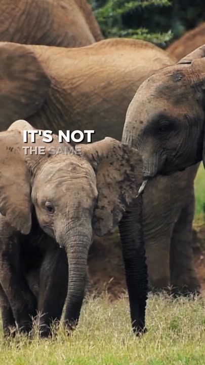 Veterinarian in Salado, TX | Pet Boarding | Pet Grooming | Animal ...