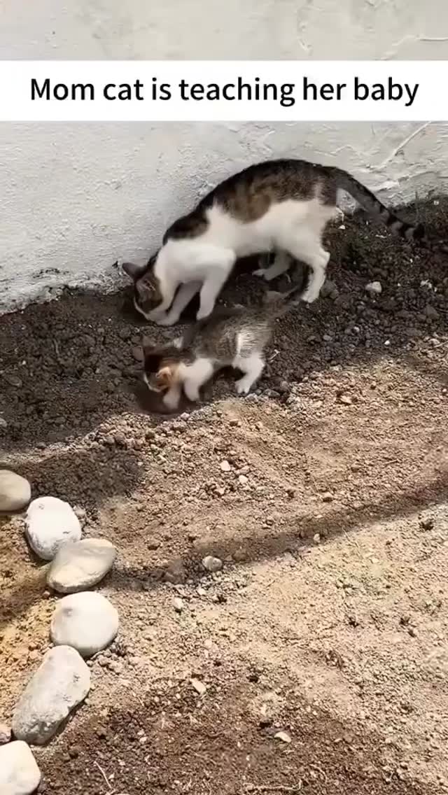 Veterinarian in Salado, TX | Pet Boarding | Pet Grooming | Animal ...