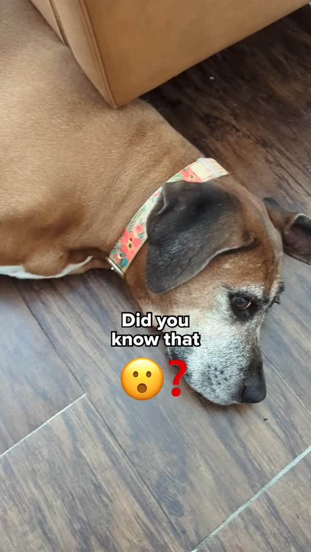 Veterinarian in Salado, TX | Pet Boarding | Pet Grooming | Animal ...