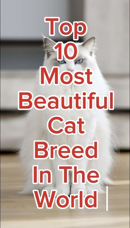 Veterinarian in Salado, TX | Pet Boarding | Pet Grooming | Animal ...